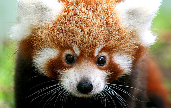 We’re talking animals. - Fred Distribution